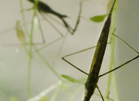 Water stick insect | Wild About Gardens