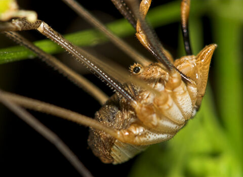 Common harvestman | Wild About Gardens