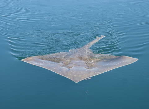 Common skate | Wild About Gardens